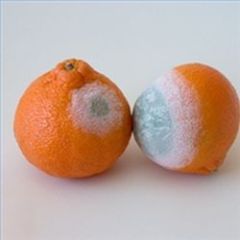 Da li je zdravo odstraniti buđ i pojesti ostatak? - Body.ba